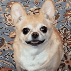 Chihuahua Scared Dog Frowning GIF | GIFDB.com