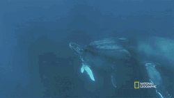 Child And Mother Mosasaurus GIF | GIFDB.com