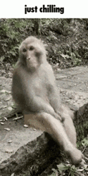 Chilling Monkey Chimp Meme GIF | GIFDB.com