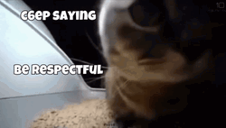Chipi Chipi Chapa Chapa Cat Be Respectful GIF | GIFDB.com