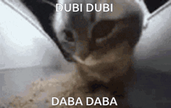 Chipi Chipi Chapa Chapa Cat Dubidubidu Song GIF | GIFDB.com