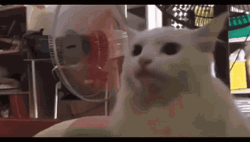 Chipi Chipi Chapa Chapa Cat Head Shake GIF | GIFDB.com