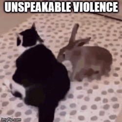 Choose Violence Rabbit Cat Punch GIF | GIFDB.com