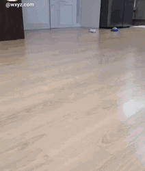 Chucky Cute Dog Running GIF | GIFDB.com