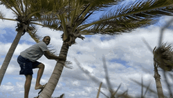 Climbing Coconut Tree GIF | GIFDB.com