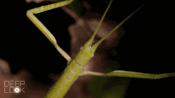 Close Up View Of Stick Bug GIF | GIFDB.com