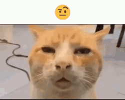 Clueless Cat Deep Thinking Meme GIF | GIFDB.com