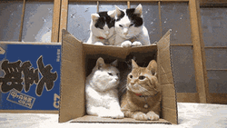 Clueless Two Cats GIF | GIFDB.com