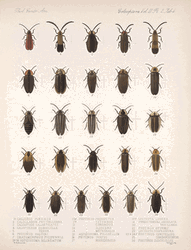 Cockroach Line Up Collection GIF | GIFDB.com