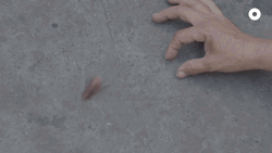 Cockroach Wanted To Get Pinched GIF | GIFDB.com