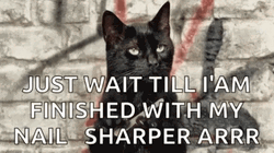Cocky Cat Nail File Warning Meme GIF | GIFDB.com