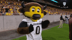 Colorado Buffalo Mascot Dancing GIF | GIFDB.com