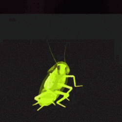 Colorful Cockroach Spinning GIF | GIFDB.com
