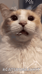 Confused Cat In Equation Math Meme GIF | GIFDB.com