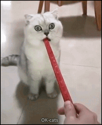 Confused Cat Whatcha Doin GIF | GIFDB.com