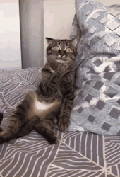 Confused Cat GIFs | GIFDB.com