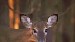 Confused Deer Stare GIF | GIFDB.com