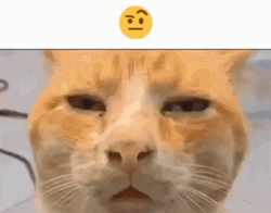 Confused Huh Cat Meme GIF | GIFDB.com