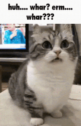 Confused Huh Cat Meme GIF | GIFDB.com