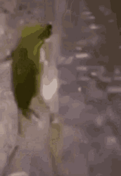 Cool Frog Dancing In The Rain GIF | GIFDB.com