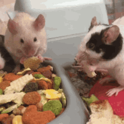 Cool Rats Eating Food GIF | GIFDB.com