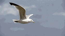 Cool Seagull Flying Freely In The Air GIF | GIFDB.com