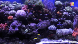 Coraline Algae Fish Hbaitat GIF | GIFDB.com