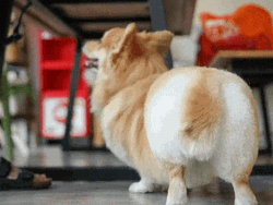 Corgi Look Back GIF | GIFDB.com