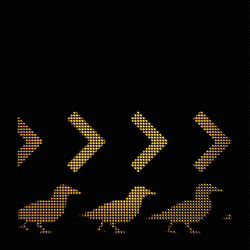 Corvid Crow Testing Sign GIF | GIFDB.com