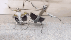 Couple Stick Bug Dancing GIF | GIFDB.com
