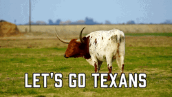 Cow Cheering Let's Go Texans GIF | GIFDB.com