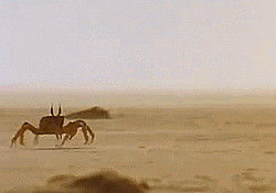 Crab Walk Beach Pile GIF | GIFDB.com