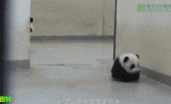 Crawling Cute Pandas GIF | GIFDB.com