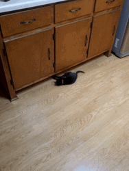 Crazy Cat Chasing A Toy GIF | GIFDB.com
