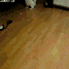 Laser Pointer Cat Gif