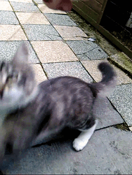 Crazy Cat Distracted By Stick GIF | GIFDB.com