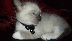 Crazy Cat Head Movement GIF | GIFDB.com