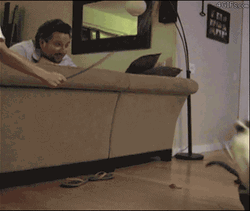 Crazy Cat Kicking Human GIF | GIFDB.com