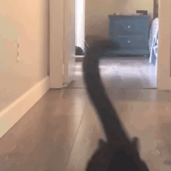 Crazy Cat Weird Walk GIF | GIFDB.com