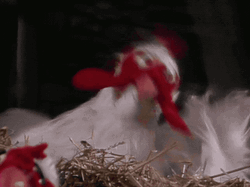 Chicken GIFs | GIFDB.com
