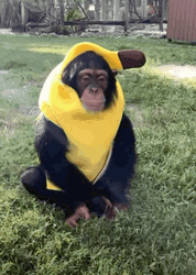 Crazy Chimp Pretending To Be Banana GIF | GIFDB.com