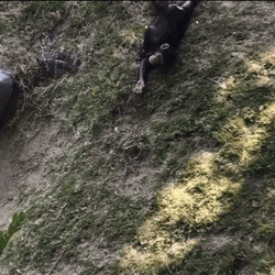 Crazy Chimp Sliding Down A Slope GIF | GIFDB.com