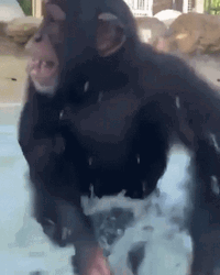 Crazy Chimp Submerging Hand In Water GIF | GIFDB.com