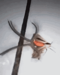 Creatonotos Gangis Insect GIF | GIFDB.com