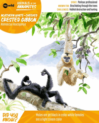 Crested Gibbon Poster GIF | GIFDB.com