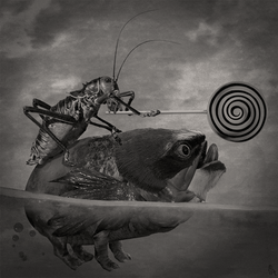 Cricket Rides Over Another Insect GIF | GIFDB.com