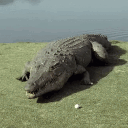 Crocodile Explosion GIF | GIFDB.com
