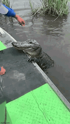 Crocodile Want To Climb Up GIF | GIFDB.com