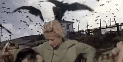 Crows Attacking In 60s Film GIF | GIFDB.com
