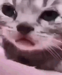 Crying Cat 412 X 498 Gif GIF | GIFDB.com